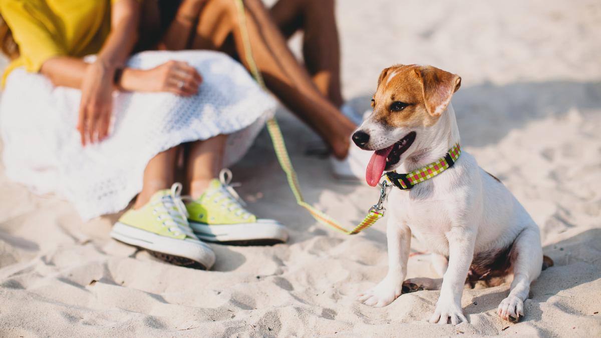 Conoce cómo proteger la almohadillas de tu perro contra el calor ...