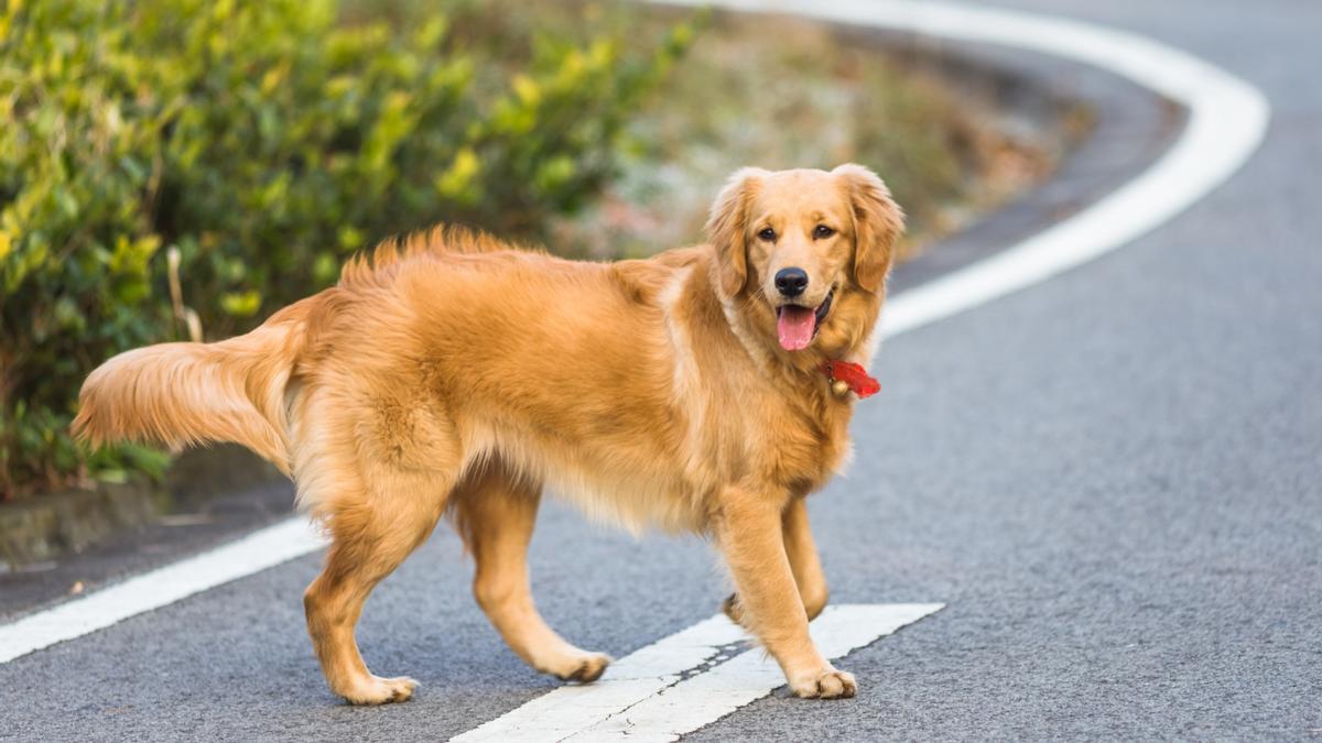 Conoce cómo proteger la almohadillas de tu perro contra el calor ...
