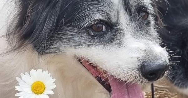 No sólo es un perro... es Chencho y lleva 5 de sus 14 años esperando ...